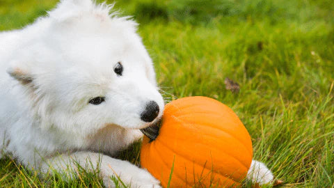 Pumpkin Benefits For Your Dog – Nature's Select Carolinas