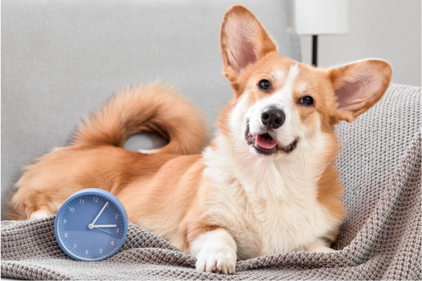 Dogs Can Tell Time – Nature's Select Carolinas