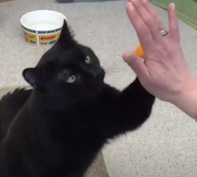 Training Your Cat High-Five – Nature's Select Carolinas